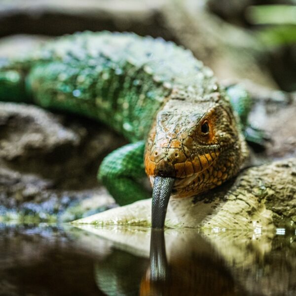 Caiman Lizards: Aquatic Adaptations - Steinhart Aquarium Zoo Guide