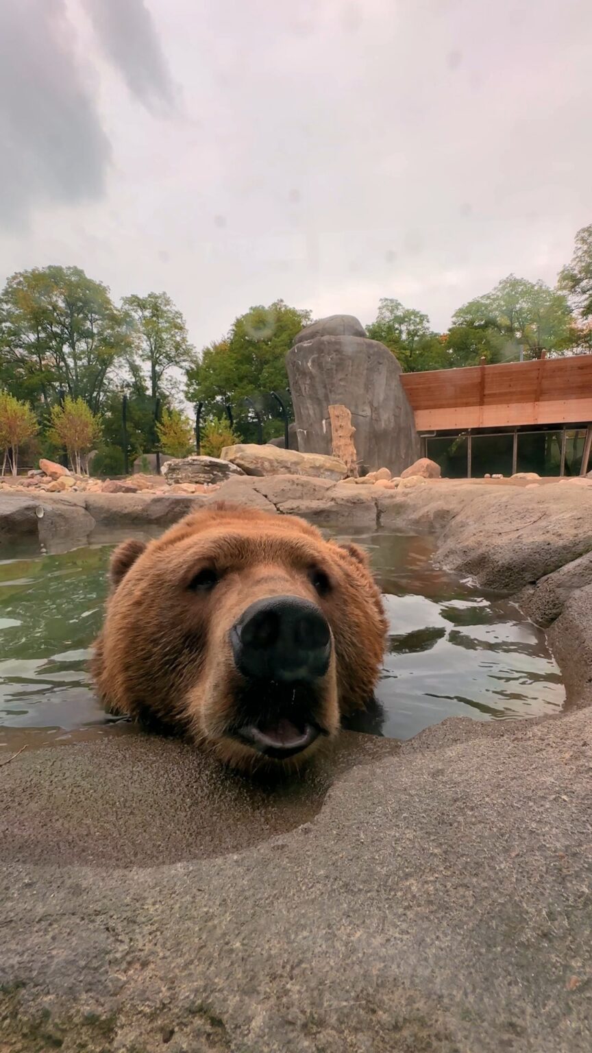 Experience A Brown Bear Encounter - Zoos - USA - Ohio - Toledo Zoo Zoo ...