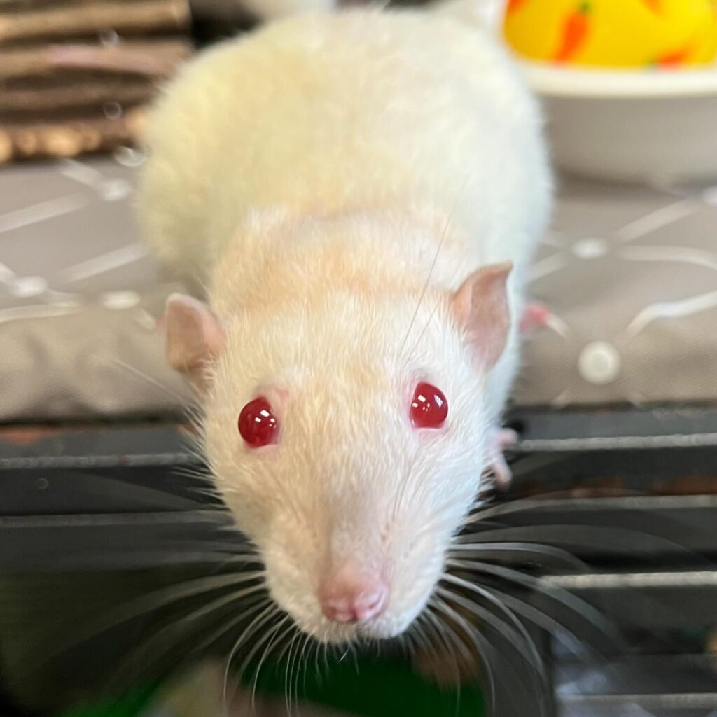 World Rat Day: Meet Cheese & Oreo! - Staten Island Zoo Zoo Guide