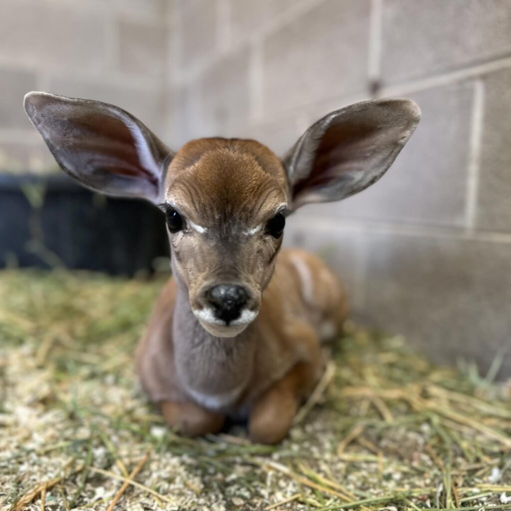 Lesser Kudu Male Born: Celebrating His Arrival - Zoos - USA - Colorado ...