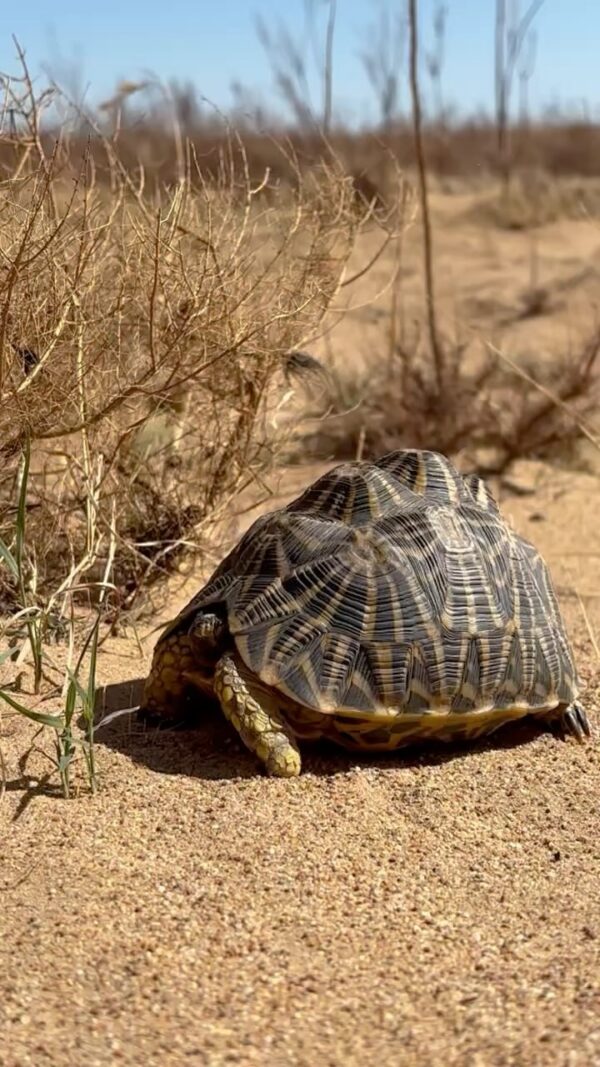 Saving The Endangered Geometric Tortoise - Turtle Conservancy Zoo Guide
