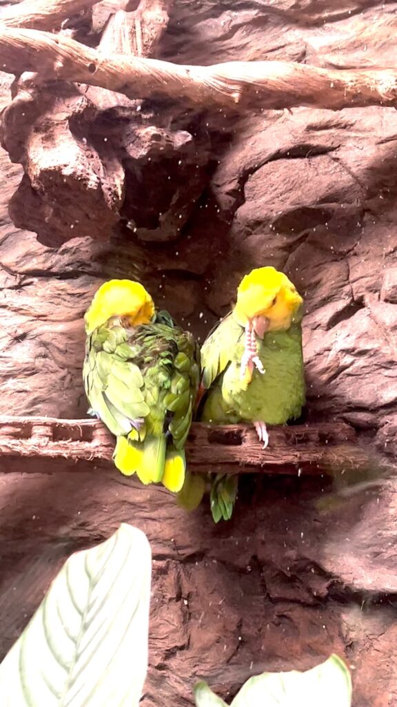 Dallas World Aquarium: A Birdwatcher's Paradise - Zoos - USA - Texas ...