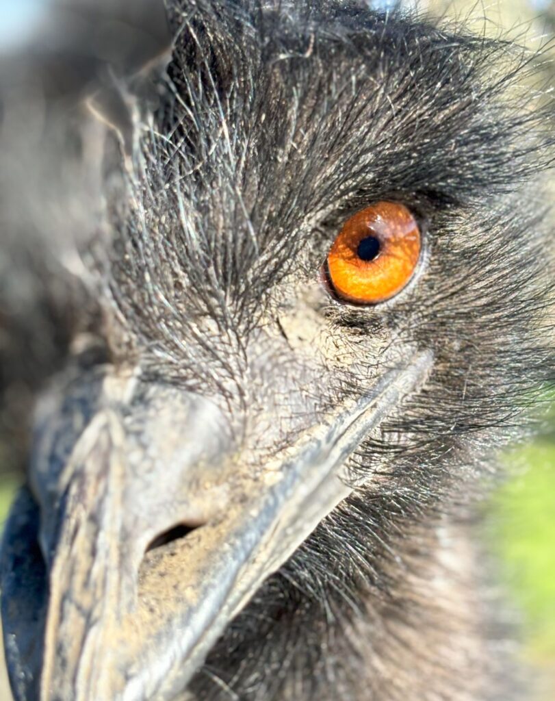 Feeding Emus Safely At Our Drive-Thru - Wildlife Safari Zoo Guide