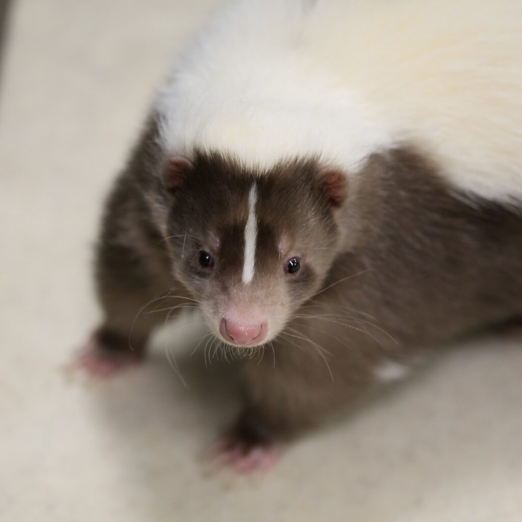 Exploring The Striped Skunk's World - Virginia Living Museum Zoo Guide