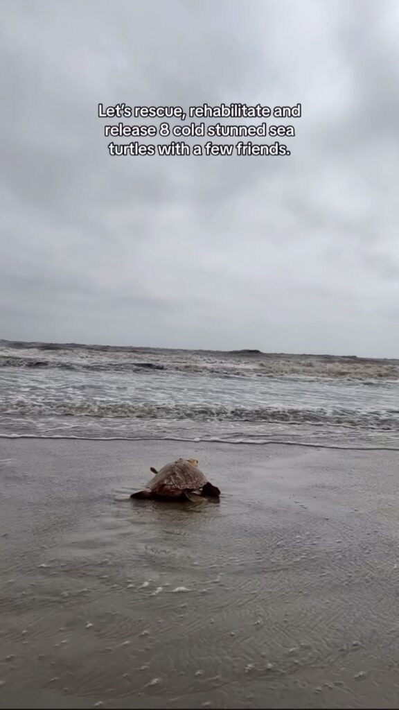 Turtles Achieve Dreams Through Teamwork - Zoos - USA - Georgia ...