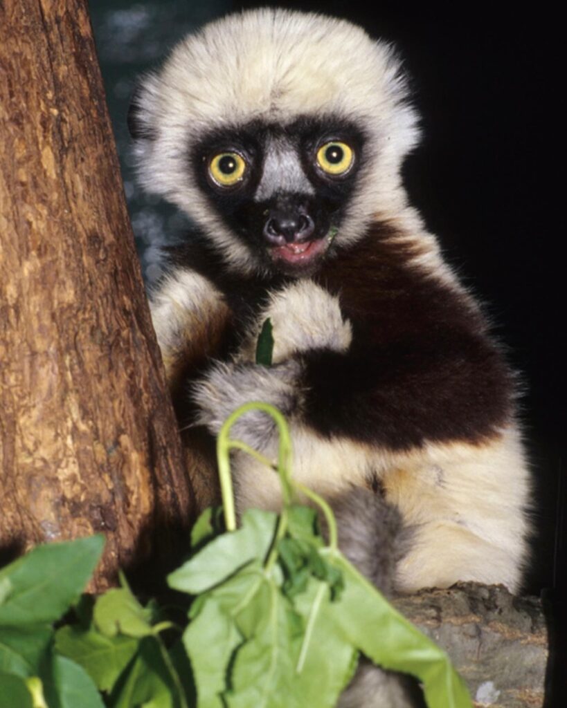 Happy Birthday, Zoboomafoo: Celebrating Jovian - Duke University Lemur ...
