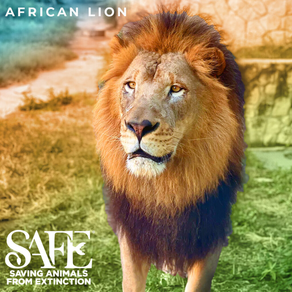 SAFE Program Aims To Prevent Animal Extinction - Utica Zoo Zoo Guide