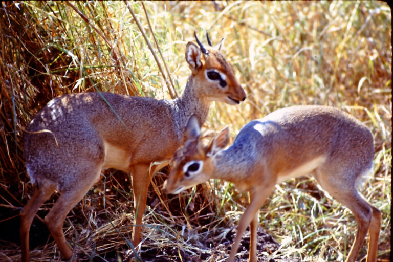 Dik-Dik: 12 Facts About This Tiny Antelope ... #10 LOL! - Dik-dik Zoo Guide