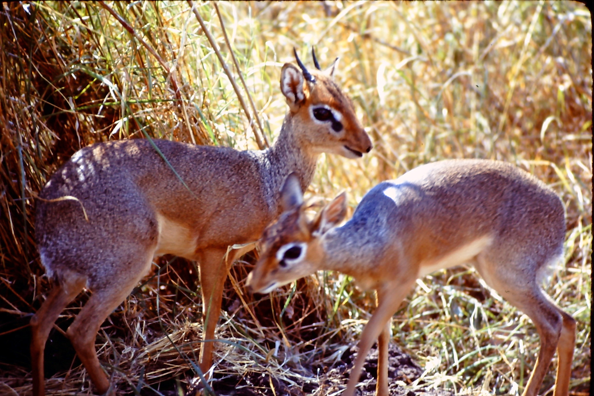 Dik-Dik: 12 Facts About This Tiny Antelope ... #10 LOL! - Dik-dik Zoo Guide