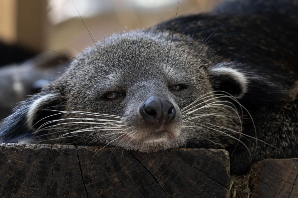 Exploring The Binturong Family Dynamics - Zoos - USA - Georgia ...