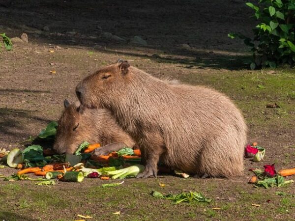 Definitive Guide To The Capybara: World's Largest Rodent - Capybara Zoo ...
