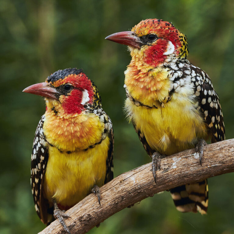 New Bird Species Discovered In Living Zoo Atlanta - Zoos - USA ...