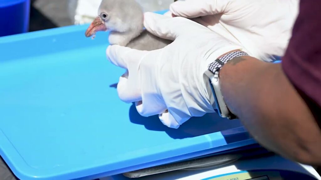 Greater Flamingo Chicks Hatched At Zoo - Zoos - USA - Arizona - Phoenix ...
