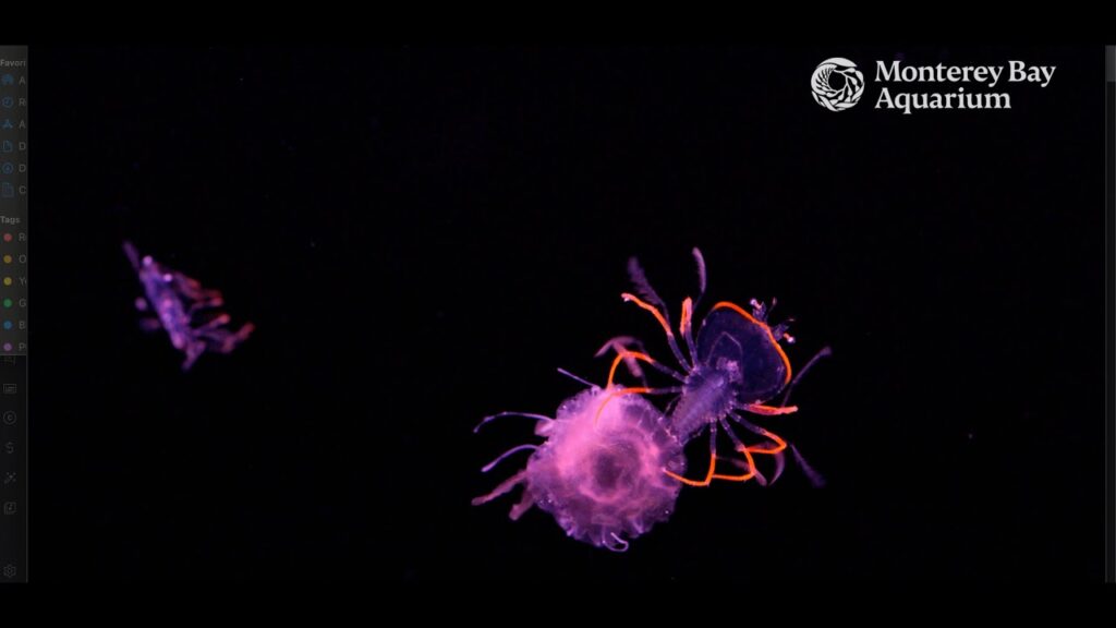 Lobster Larvae Explained: A Critter Corner Overview - Monterey Bay ...