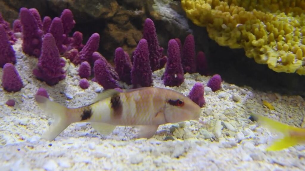 Point Defiance Zoo: New Tropical Reef Aquarium Opens June 14 - Point ...