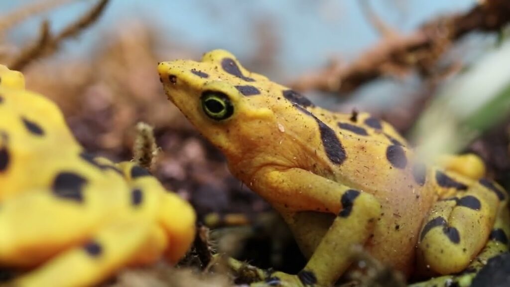 Understanding Panamanian Golden Frogs - Franklin Park Zoo Zoo Guide