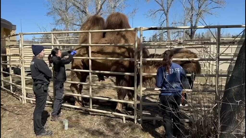 Zsa Zsa The Bactrian Camel Gets Injection - Calgary Zoo Zoo Guide