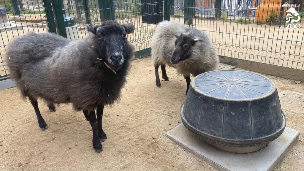 Shetland Sheep Shearing Guide - Zoos - USA - California - Los Angeles ...