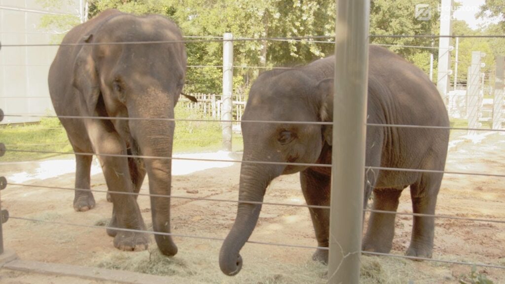 Houston Zoo Welcomes New Asian Elephant Calf - Zoos - USA - Texas ...