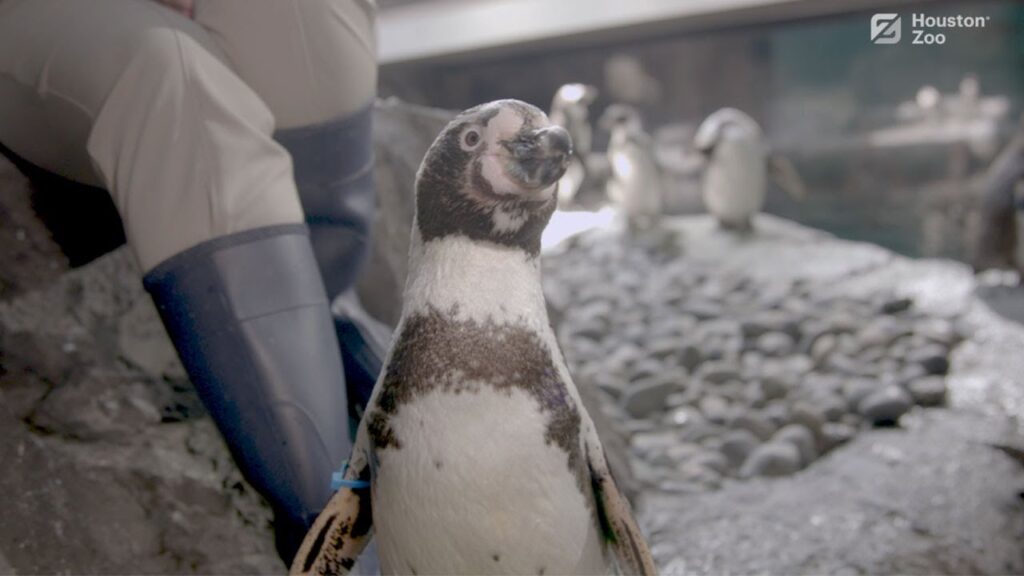 Animal Spotlight: Carino The Humboldt Penguin - Zoos - USA - Texas ...