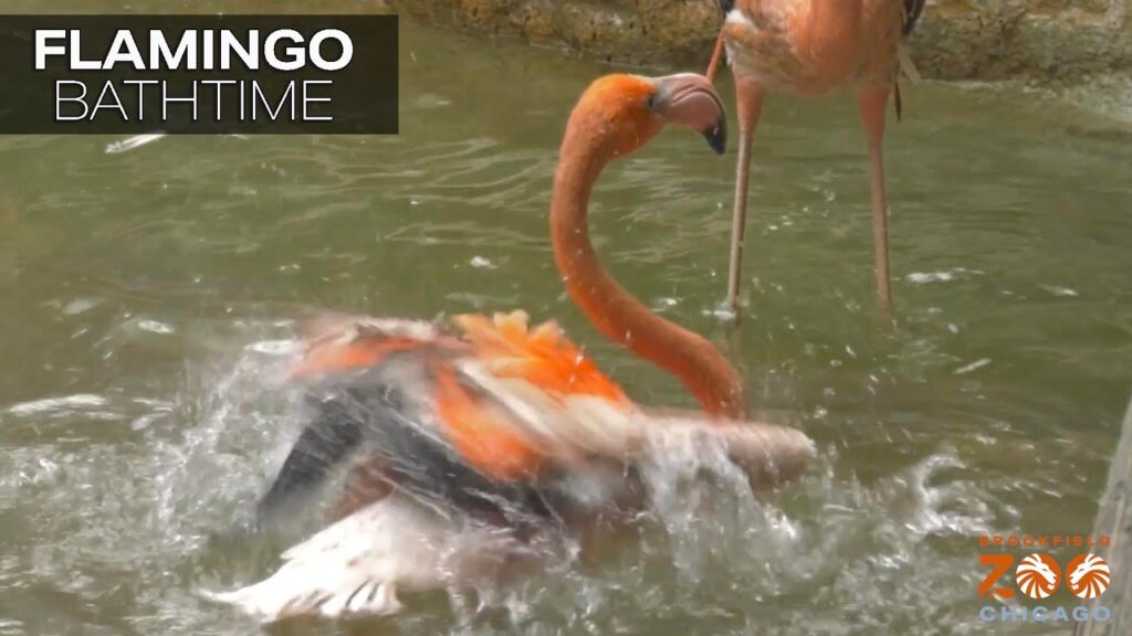Flamingo Bath Rituals - Brookfield Zoo Zoo Guide