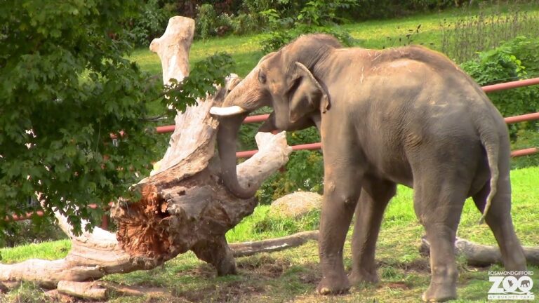 Understanding Elephant Musth - Rosamond Gifford Zoo Zoo Guide