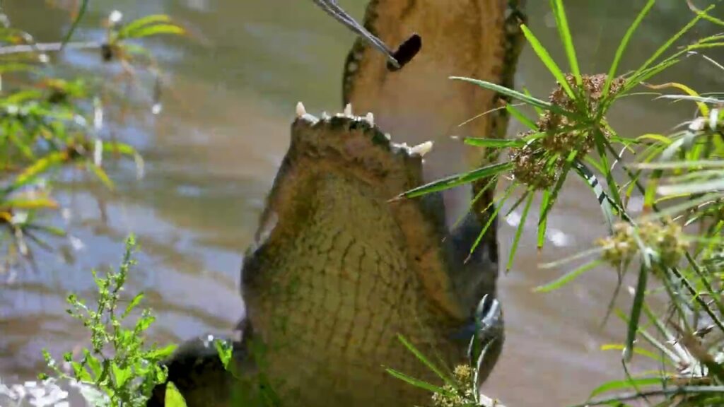 American Alligator Training Techniques - Zoos - USA - Arizona - Phoenix ...