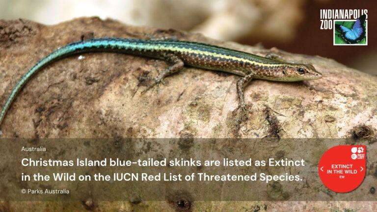 Christmas Island Blue-Tailed Skink Overview - Zoos - USA - Indiana ...