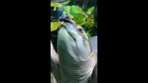 Discover The Adorable "Flying" Turtle - Zoos - USA - California - Los ...