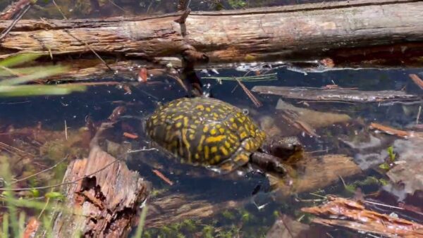 Field Guide: Eastern Box Turtle - Franklin Park Zoo Zoo Guide