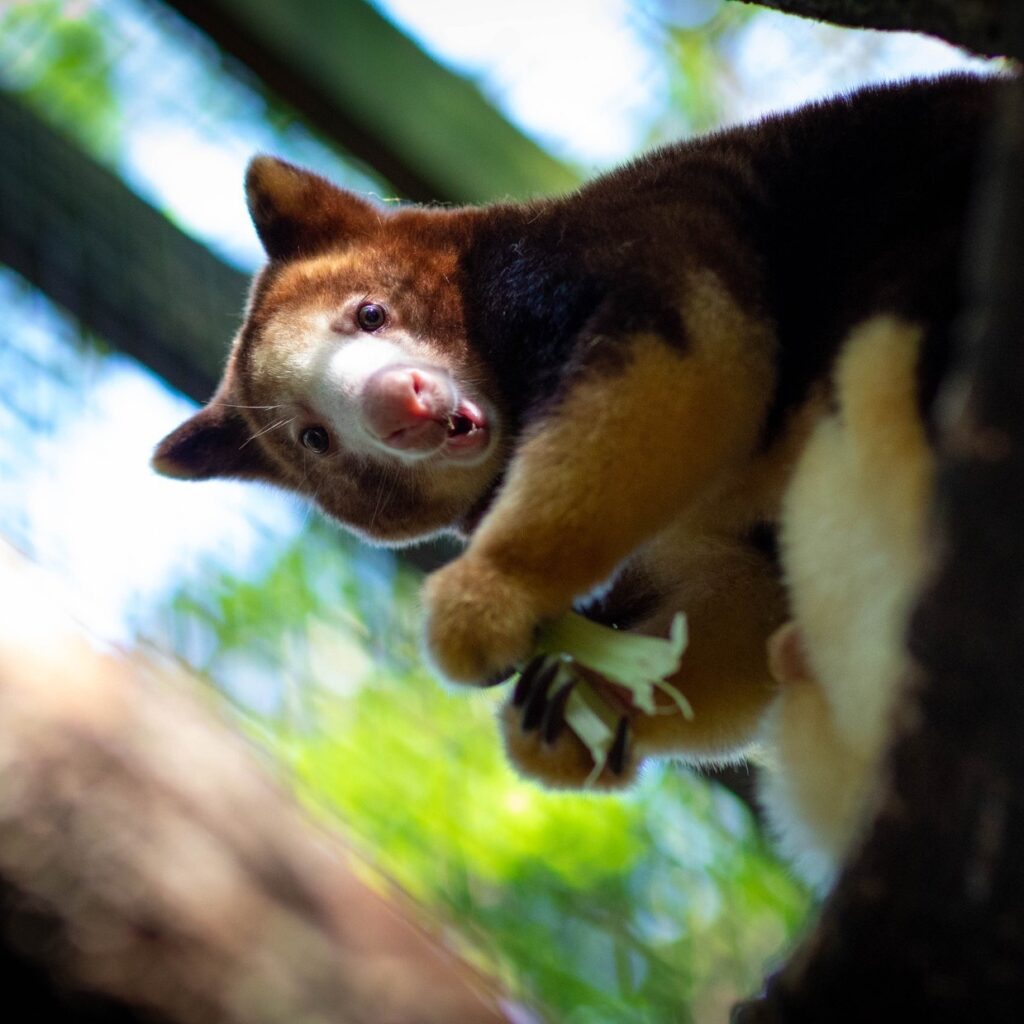 Celebrating World Tree Kangaroo Day - Santa Fe College Teaching Zoo Zoo ...