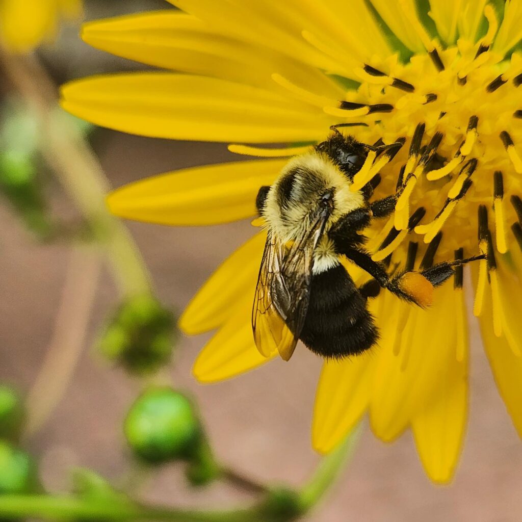 World Bee Day: Missouri's 400+ Species - Sophia M. Sachs Butterfly House Zoo Guide