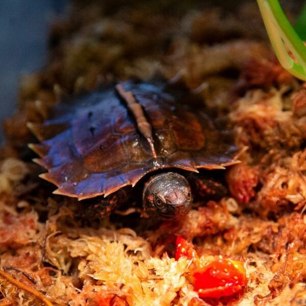 Meet Our Cute Spiny Hill Turtle - Turtle Conservancy Zoo Guide