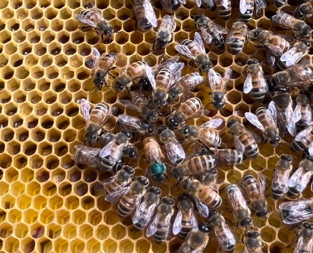 Celebrating Bees Beyond World Bee Day - Staten Island Zoo Zoo Guide