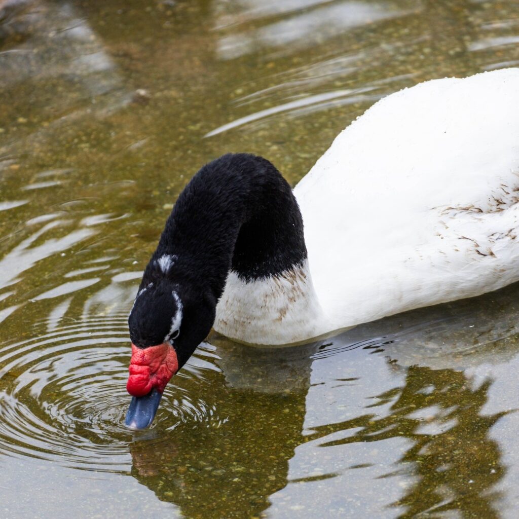Swans' Final Song: The Silent Life Myth - Zoos - USA - California - San ...