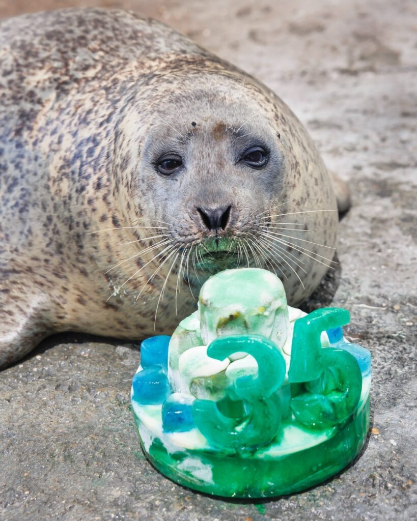 Happy 35th Birthday To Ellie The Harbor Seal - Aquarium Of The Pacific ...