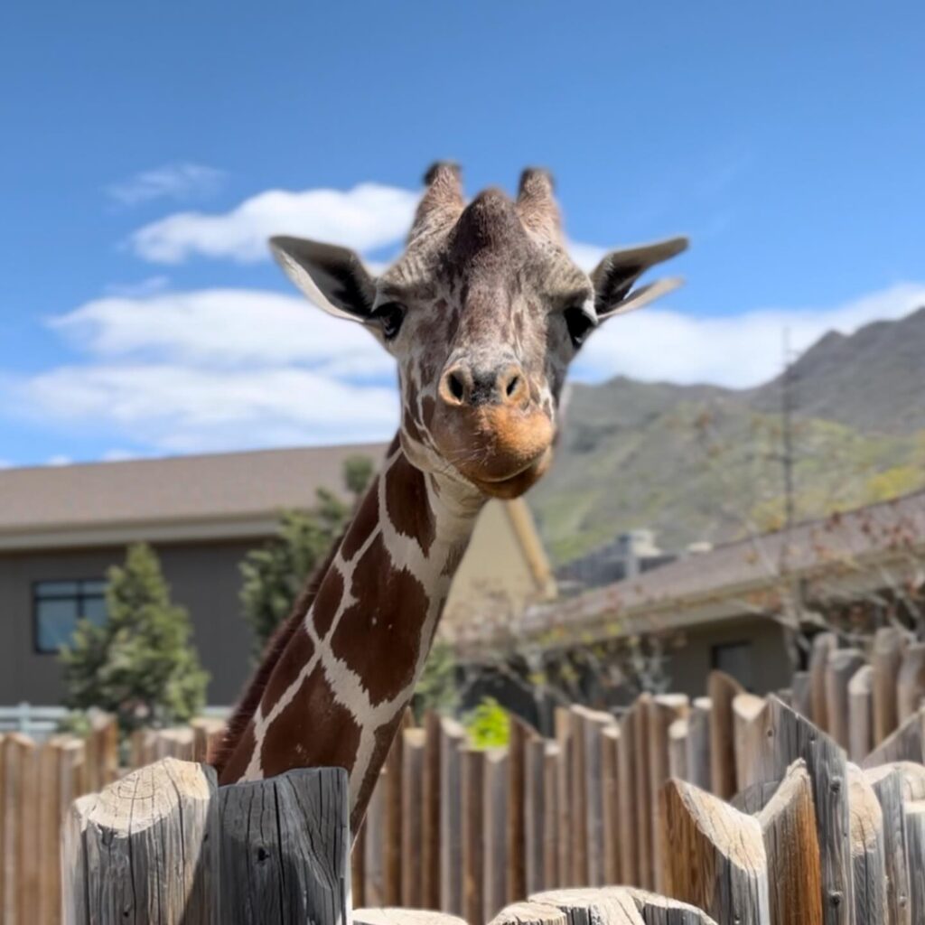 Meet Stephanie: A Journey In Giraffe Tower - Hogle Zoo Zoo Guide