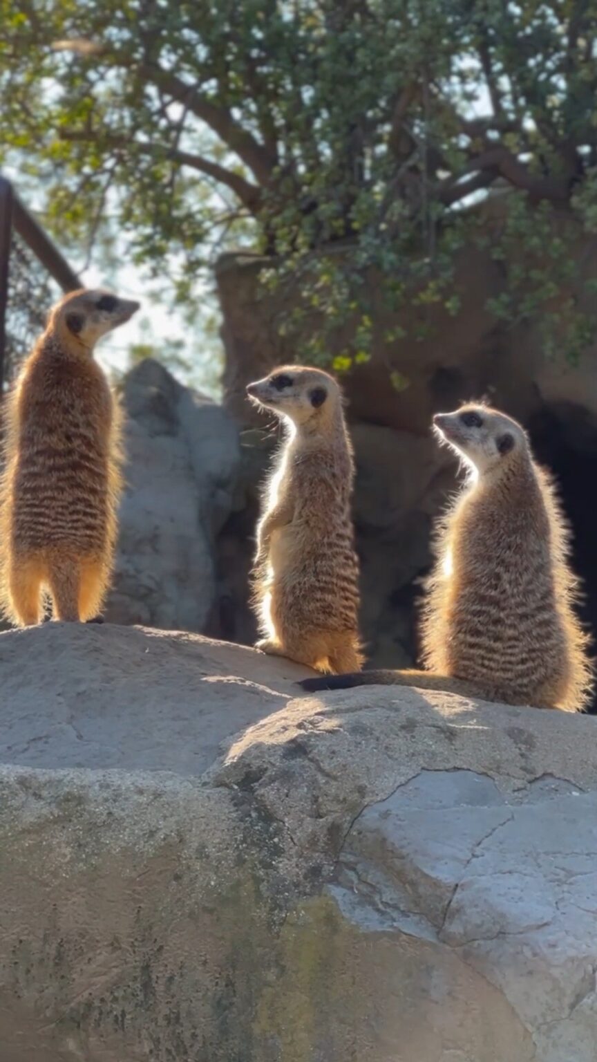 Morning Greetings To Meerkats! - Zoos - USA - California - Los Angeles Zoo Zoo Guide