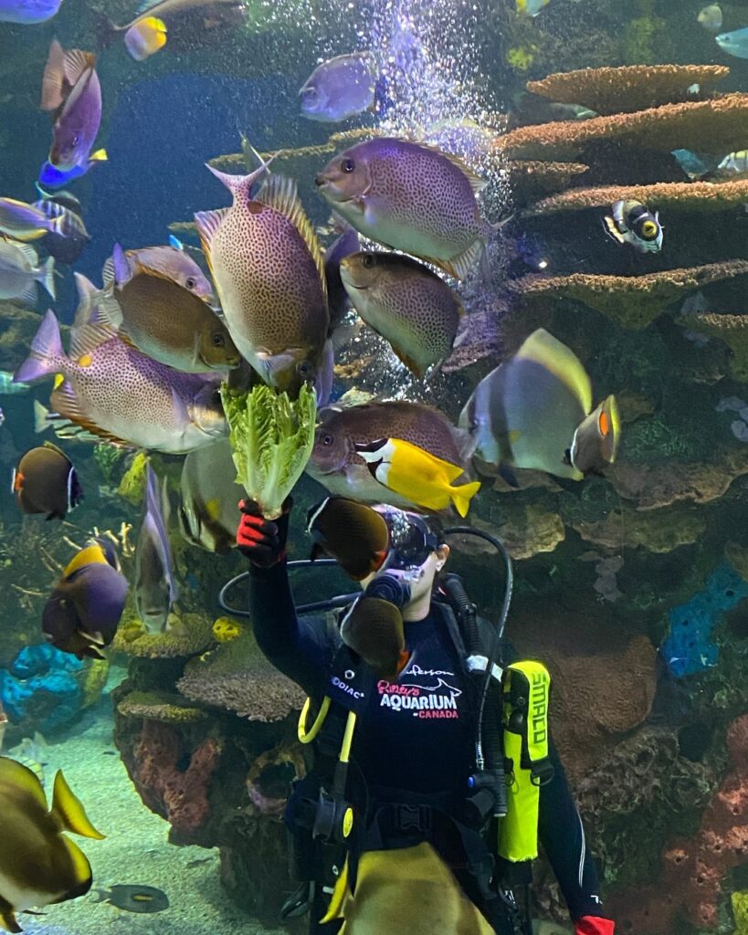 Dive In For Turtle & Shark Feeding Shows - Ripley's Aquarium Of Canada ...
