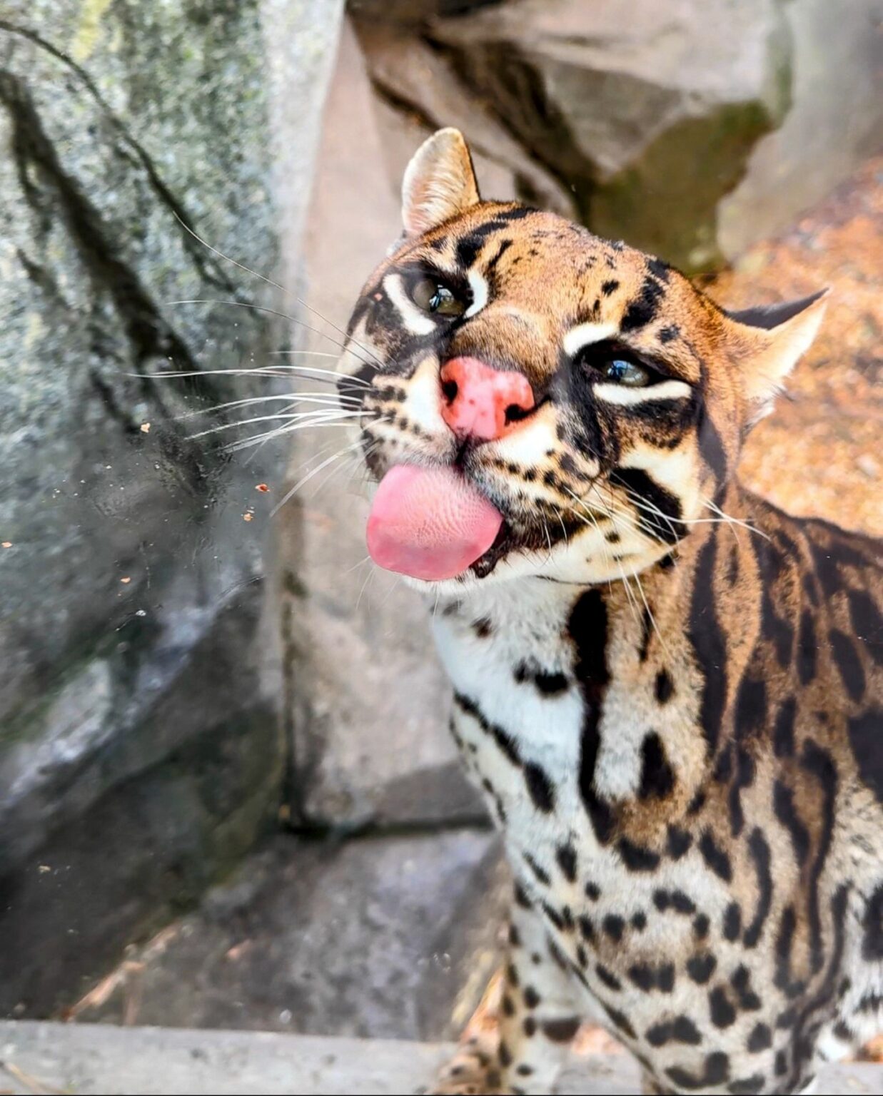 Inca The Ocelot Snacks: A Series - NC Zoo Zoo Guide