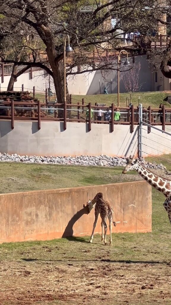 Azizi's Shadow Signals Endless Fun Ahead - Zoos - USA - Oklahoma ...