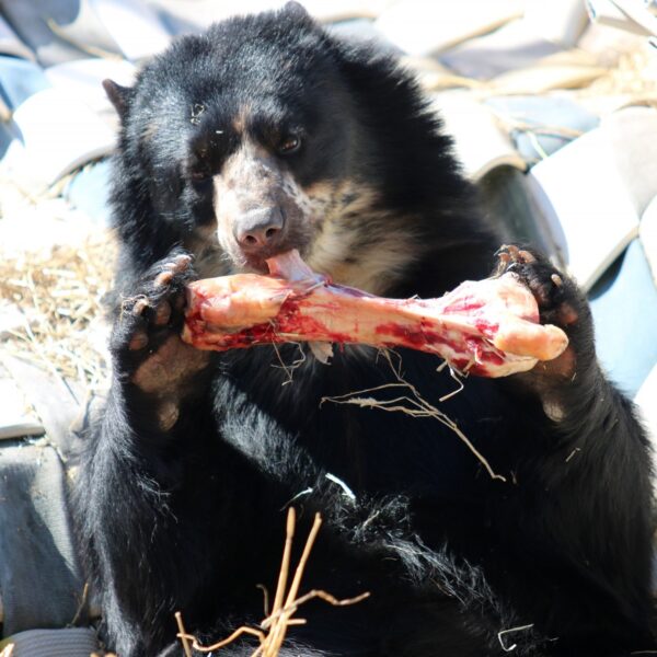 Andean Bears: Surprising Omnivore Diet - Rosamond Gifford Zoo Zoo Guide