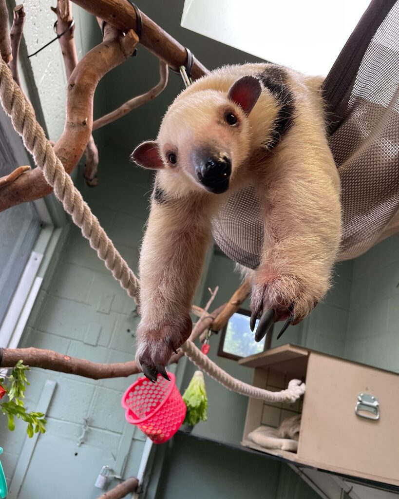Primate Care With Keeper Debbie - Zoos - USA - Arizona - Phoenix Zoo ...