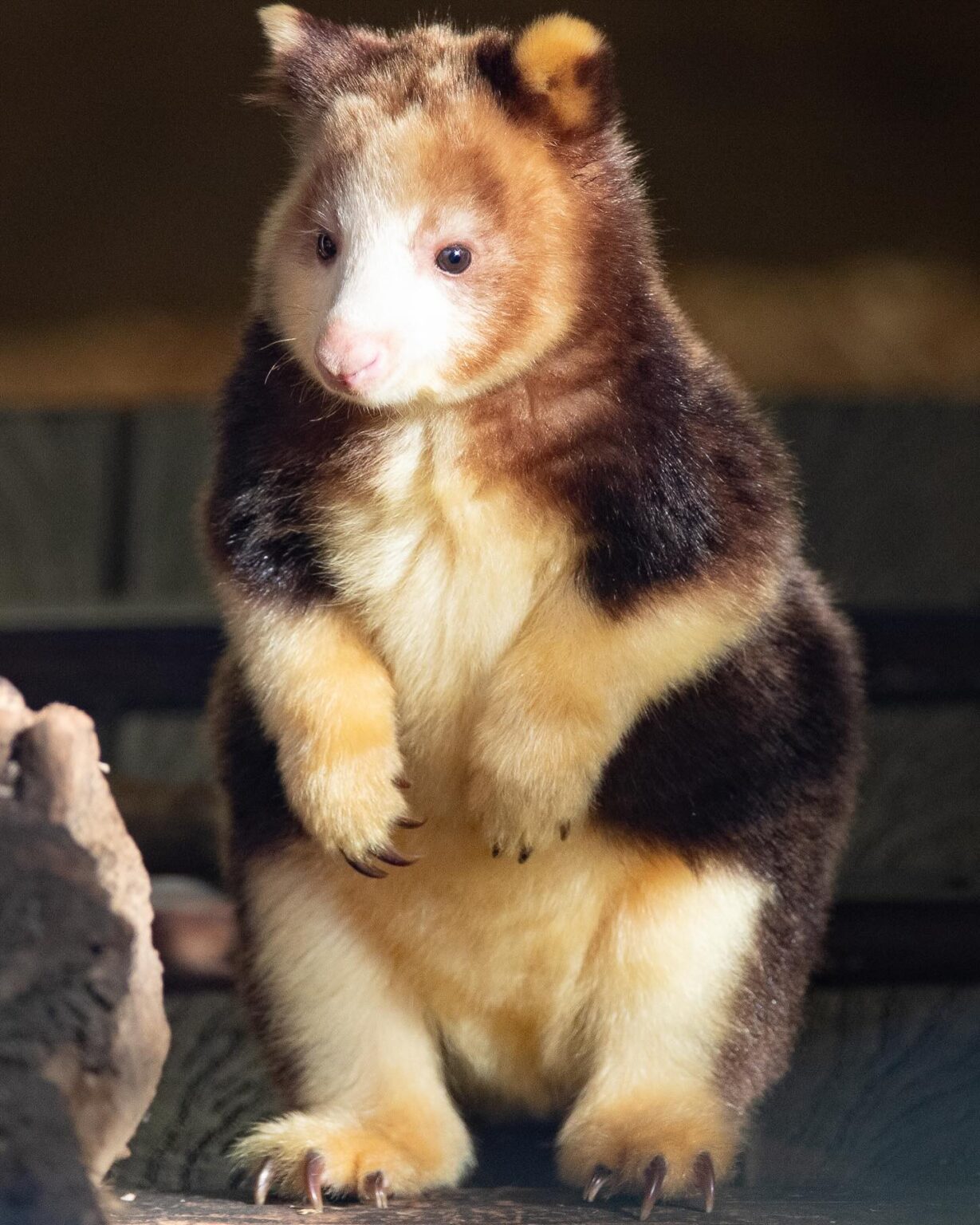 Tree Kangaroo Realm: A 2026 Zoo Exhibit - Zoos - USA - Washington ...