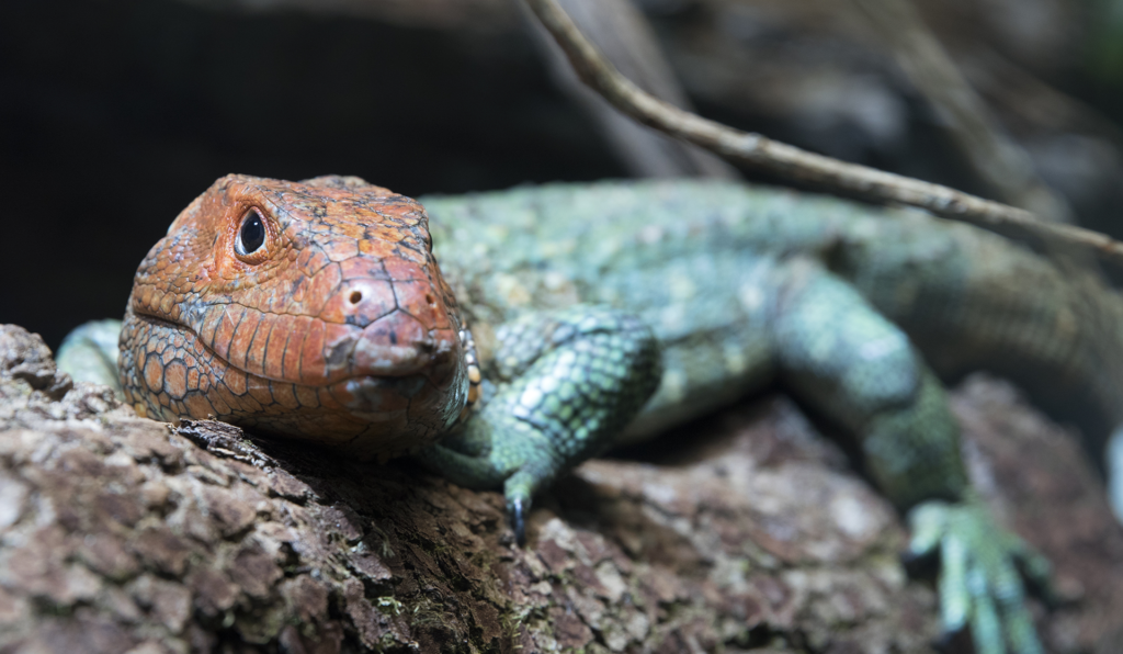 Caiman Lizards: Beauty In Adaptation - Zoos - USA - Georgia - Atlanta ...