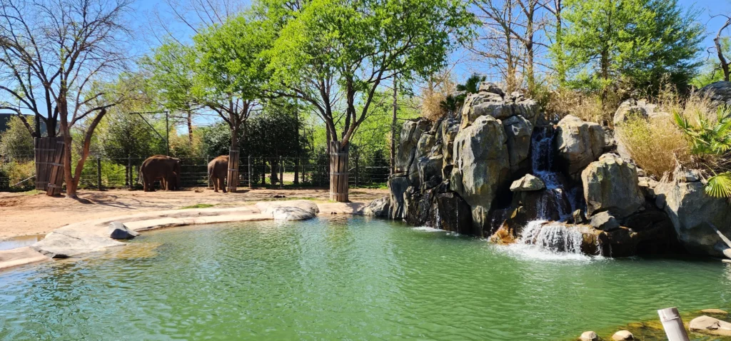 Definitive Guide To Fort Worth Zoo's Elephant Springs Exhibit Facts ...