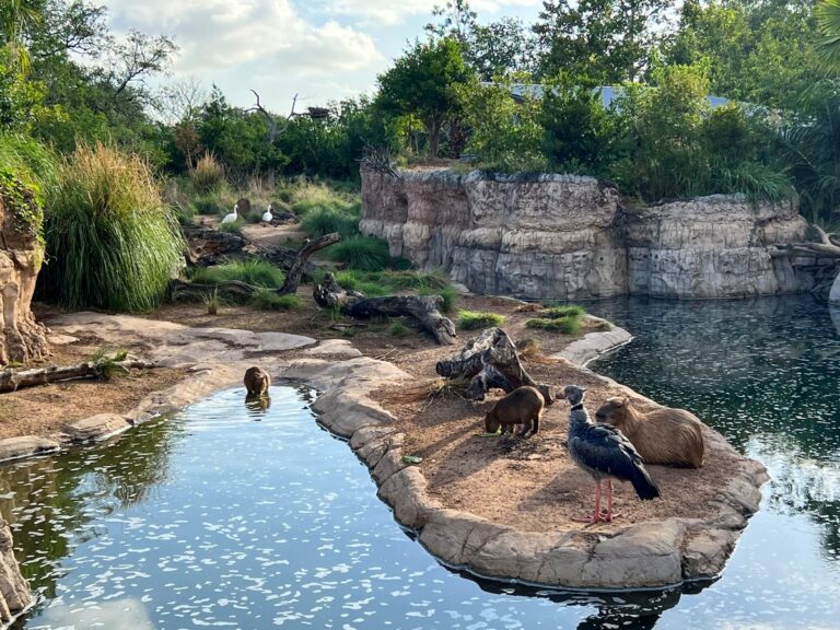 What To Do At The Zoo? 6 Pro Tips & 10 Must Dos! - Zoo Guide Resources ...