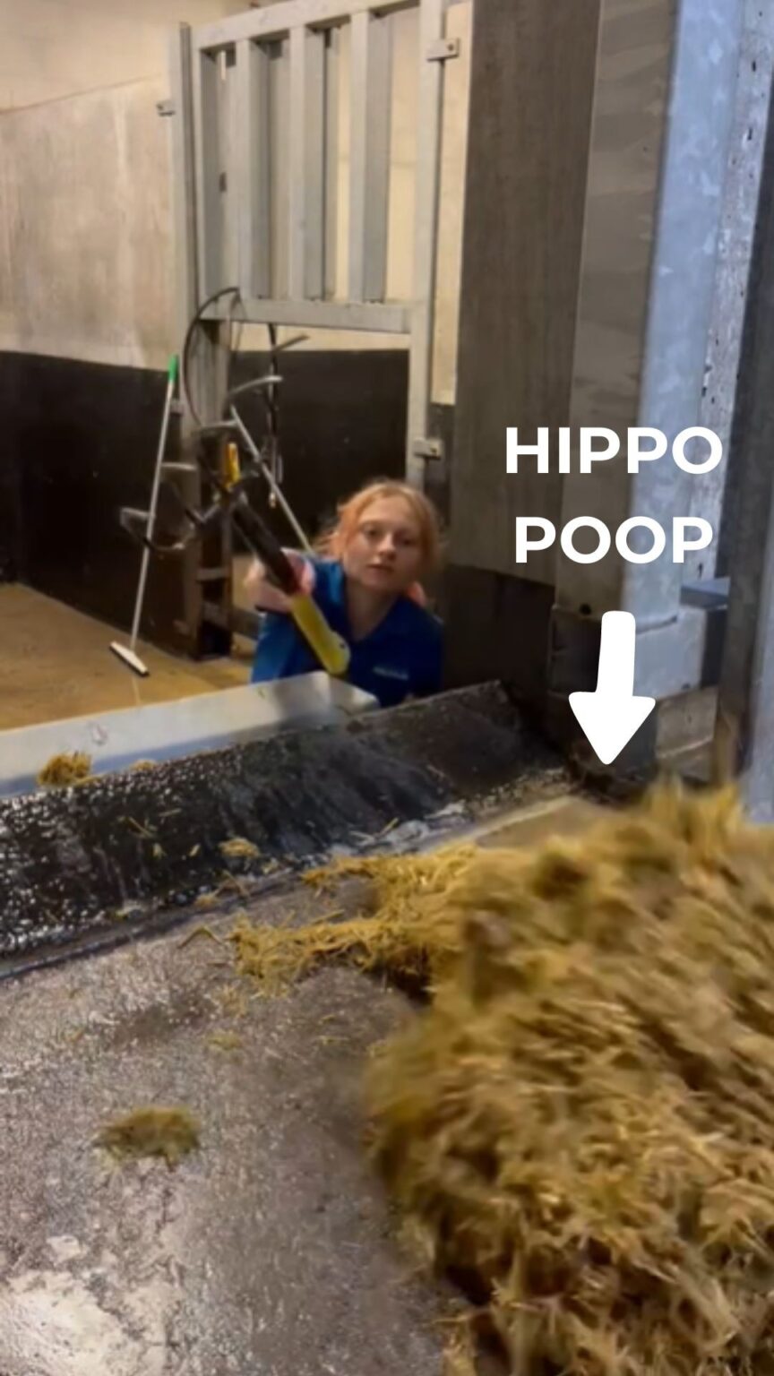 Caring For Hippos: Insights From Biologist Raelyn - Zoos - USA - New ...