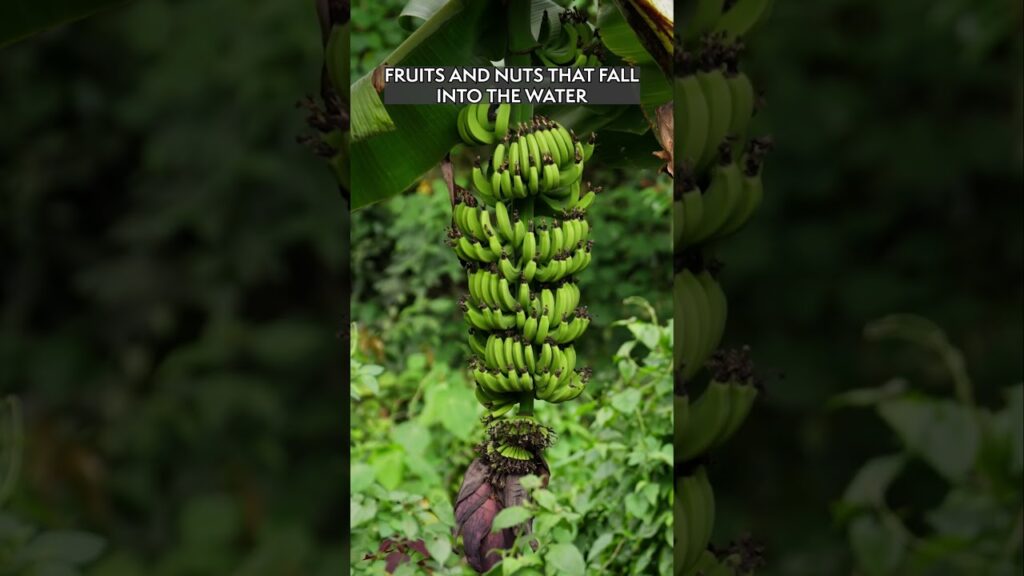 Discover The Silver Arowana: Amazonian Fish With A Stiff Upper Lip ...