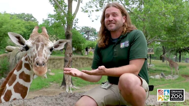World Giraffe Day At Henry Doorly Zoo & Aquarium - Zoos - USA ...